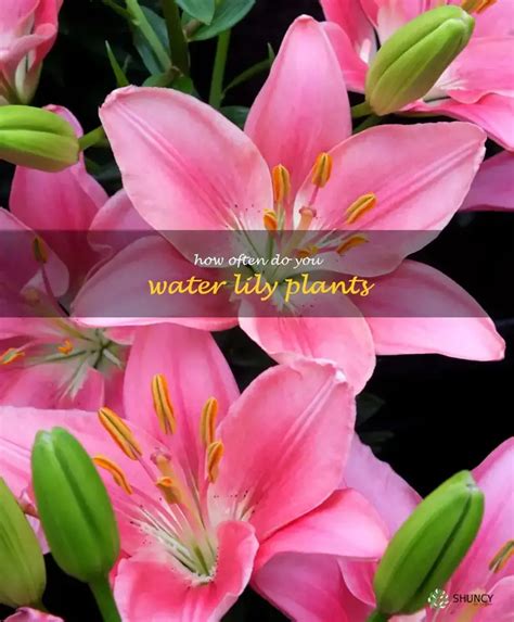 Watering Your Lilies How Often Should You Do It Shuncy