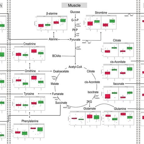 Amino Acid Metabolite Responses Of H Iris Haemolymph And Muscle Download Scientific Diagram