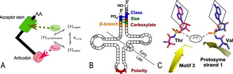 Trna The Operational Rna Code And Protein Folding