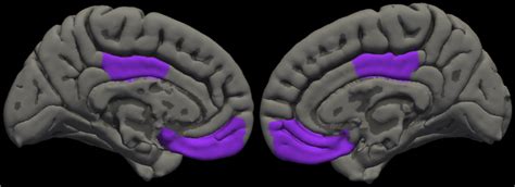 Cortical Midline Structure Definition Sagittal Surface Views Depict