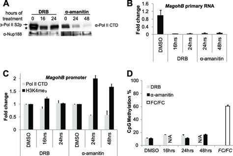 The H3k4me 3 Mark And Protection From Dna Methylation Persist On The Download Scientific