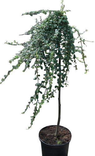 Cotoneaster ‘coral Beauty Half Standard 1 1m Garden Market Place