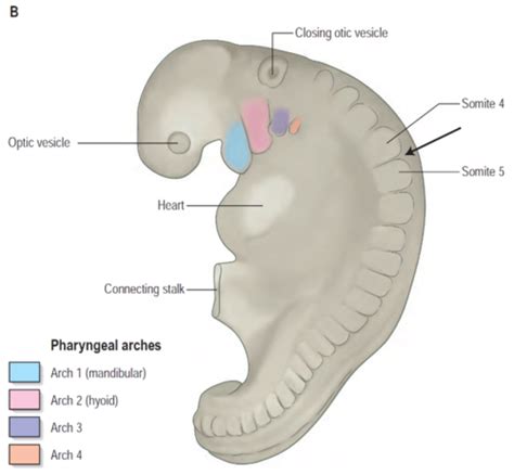 Histo Thyroid And Parathyroid Flashcards Quizlet