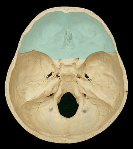 Lab Practical 2 AP Flashcards Quizlet