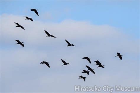 カワウ20201123平塚撮影 鈴木真由美