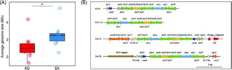 Genomic Traits And Mobile Genetic Elements Of Recovered Mags A Download Scientific Diagram