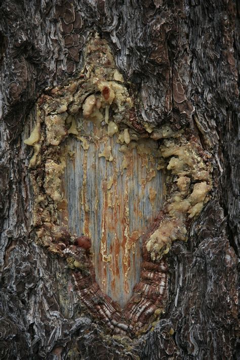 Resin Tree Trunk Nature Forest Free Image From Needpix Com Resin Tree Trunk Nature Forest Free Image From Needpix Com
