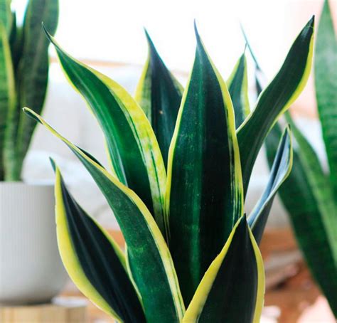 Сансевиерия тропическое комнатное растение Популярные виды Myplants