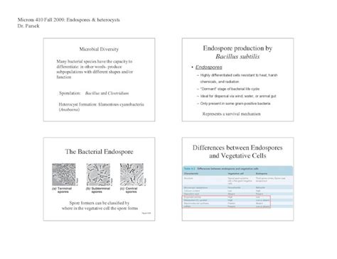 Pdf Endospore Production By Bacillus Subtilis The Bacterial Endospore
