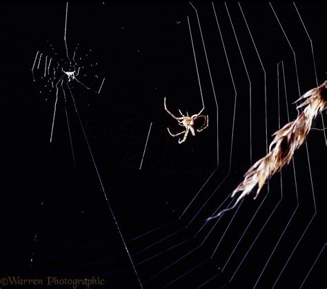 orb web spider building web photo wp04261