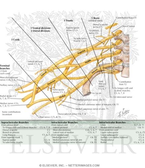 Brachial Plexus Schema