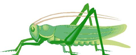 Grasshoppers Animated Images S Pictures Clipart Wikiclipart
