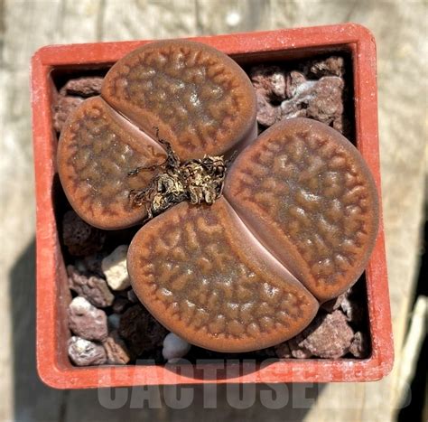Shpr11775 Lithops Hookeri V Marginata C 089 Cactus Online