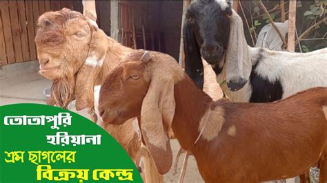 ক্রস জাতের ছাগল কালেকশন নাটোরের শহীদুল ভাই এর কাছে হরিয়ানা তোতাপুরি ও বিটল ছাগল Goat Youtube