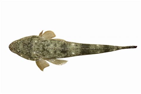 マゴチって高級な魚なの40cmから50cmサイズだと値段は たべるご