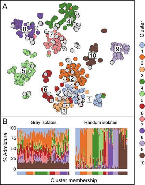 Clustering Among Global A1 Isolates A Clustering Of 973 E Faecium Download Scientific Diagram
