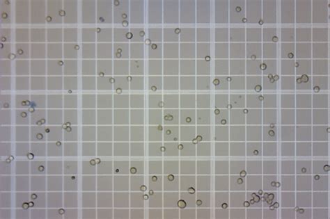 Hemocytometer Dna Day Blog