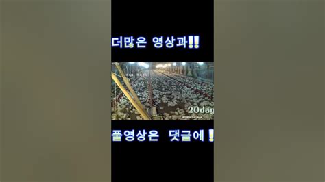 일반인은 모르는 병아리 성장과정 1분요약작업영상사육사육과정 Youtube