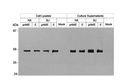 Expression Of Jev Envelope E Protein Cell Lysate And Culture Media Download Scientific