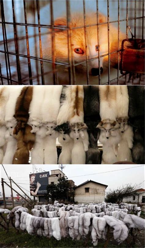 狐狸皮怎么剥 大山谷图库
