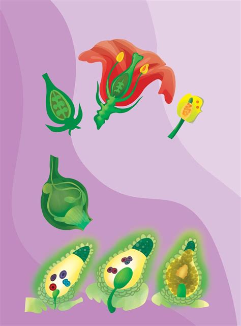 How Is Double Fertilization Done Sawan Books