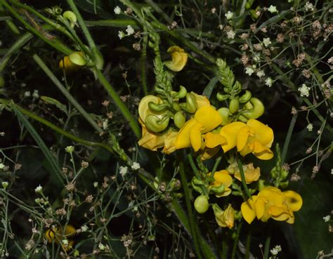 Vigna Angularis Var Nipponensis Eflora Of India