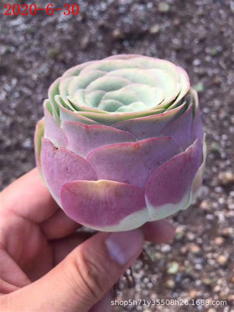 水蜜桃玫瑰状态图 水蜜桃玫瑰花 水蜜桃玫瑰图片 第4页 大山谷图库