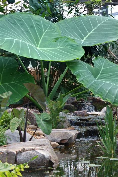 Thailand Giant Elephant Ear Plant