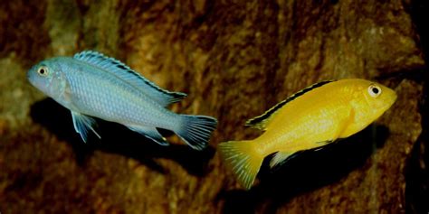 Socolofi Cichlid