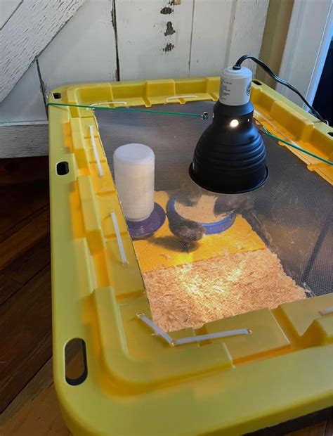 Chick Brooder Box Funny Farm And Co