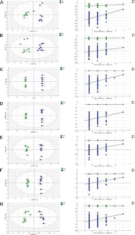 opls da scores and 200 permutation tests chart for tissue models serum