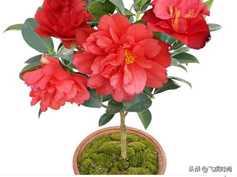 四種茶花養在家裏才叫過癮一年三季開花而且還很好養 每日頭條