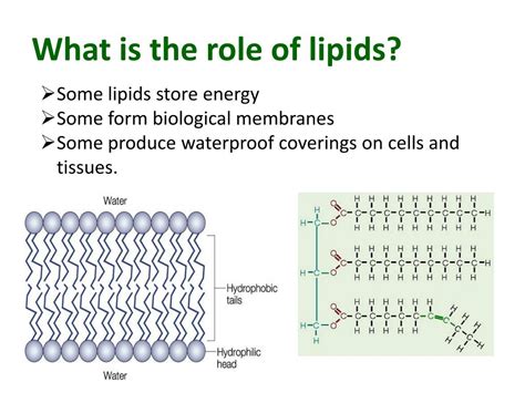 PPT LIPIDS PowerPoint Presentation Free Download ID