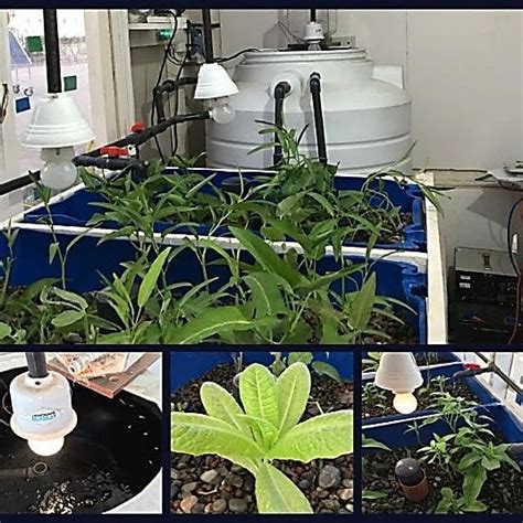 Pdf An Automated Solar Powered Aquaponics System Towards Agricultural