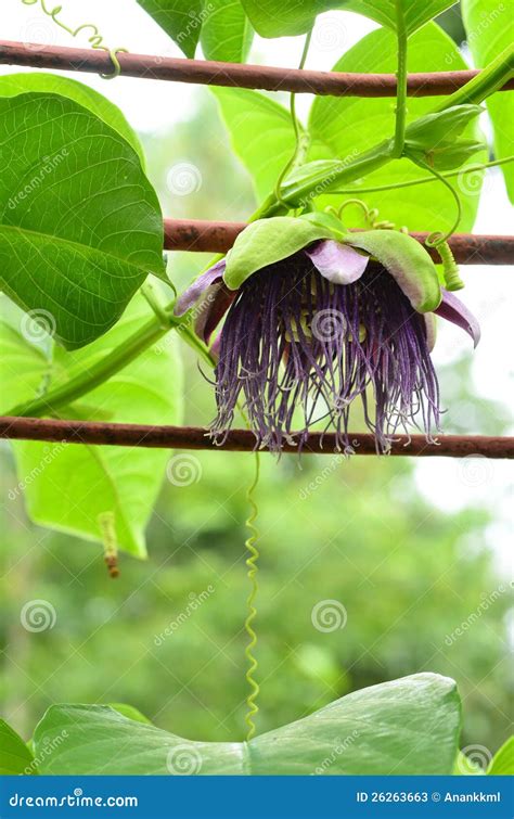 Giant Granadilla Passiflora Quadrangularis Indonesia Stock Image