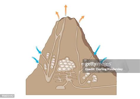 Termite Mound Inside Photos And Premium High Res Pictures Getty Images