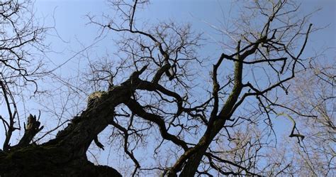 Premium Photo Leafless Deciduous Trees In The Spring Season