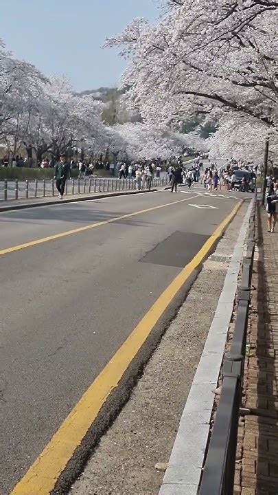 대공원 벗꽂구경ᆢ Youtube