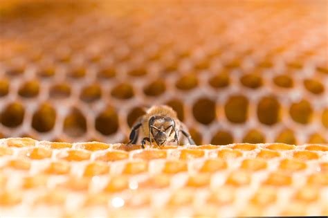 What Are Scout Bees What Makes Them So Important