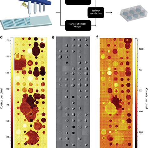 Upper High Throughput Biomaterial Screening In Situ Polymerized Download Scientific Diagram