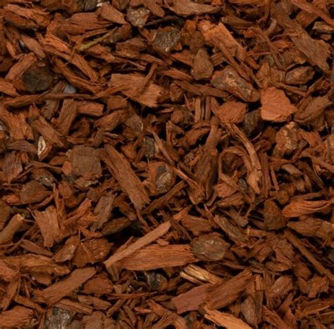 Pygeum Bark Extract All Ingredients Plus