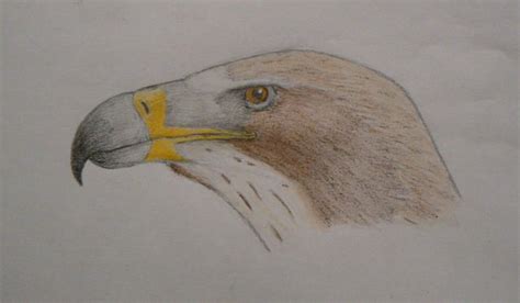 The Head Profile Of The Haasts Eagle Showcasing Its Longer And Lower Skull Compared To Other