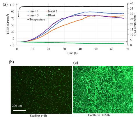 A Real Time Teer Measurement Of Arpe 19 Cells Processed Data In