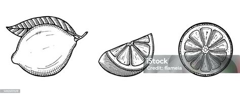 한 손으로 그린 레몬과 두 개의 레몬 조각이 흰색 배경에 분리되어 있습니다 채식 유기농 식품 벡터 그림입니다 슬라이스에 대한 스톡 벡터 아트 및 기타 이미지 Istock