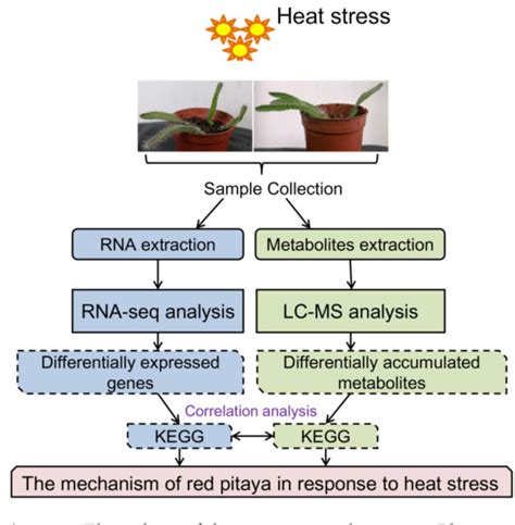 Figure 1 From An Integrative Transcriptomic And Metabolomic Analysis Of Red Pitaya Hylocereus