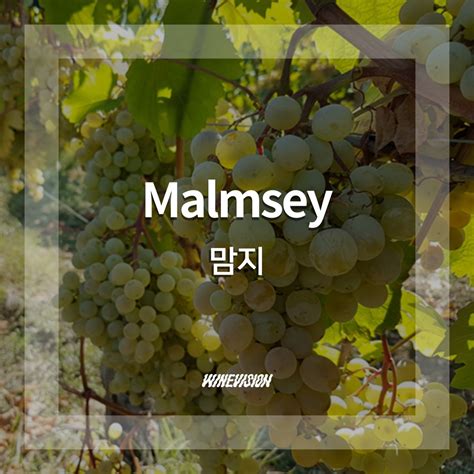 맘~지 마데이라 주정강화 와인을 만드는 대표적인 청포도 품종 Winevision Academy