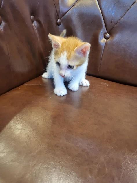 코리안숏헤어 축복이 래브라도리트리버입양 닥스훈트입양 도베르만입양 말티치입양 말티폼입양 빠삐용입양 사모예드입양 스피츠입양 시바견입양 시베리안허스키입양 시츄입양 요크셔테리어입양