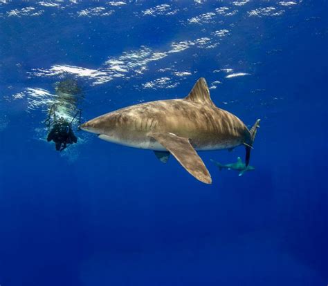 White Tip Reef Shark Attack