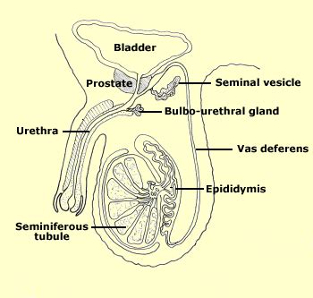 Male Reproductive System Flashcards Quizlet
