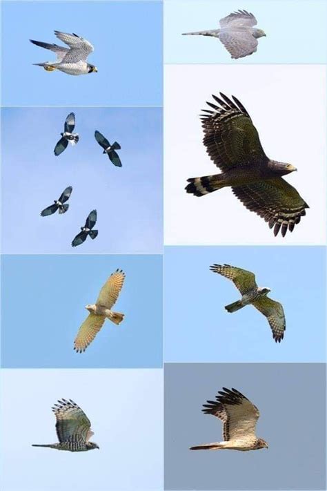 รายชื่อเหยี่ยวและนกอินทรีอพยพ Thai Raptor Research